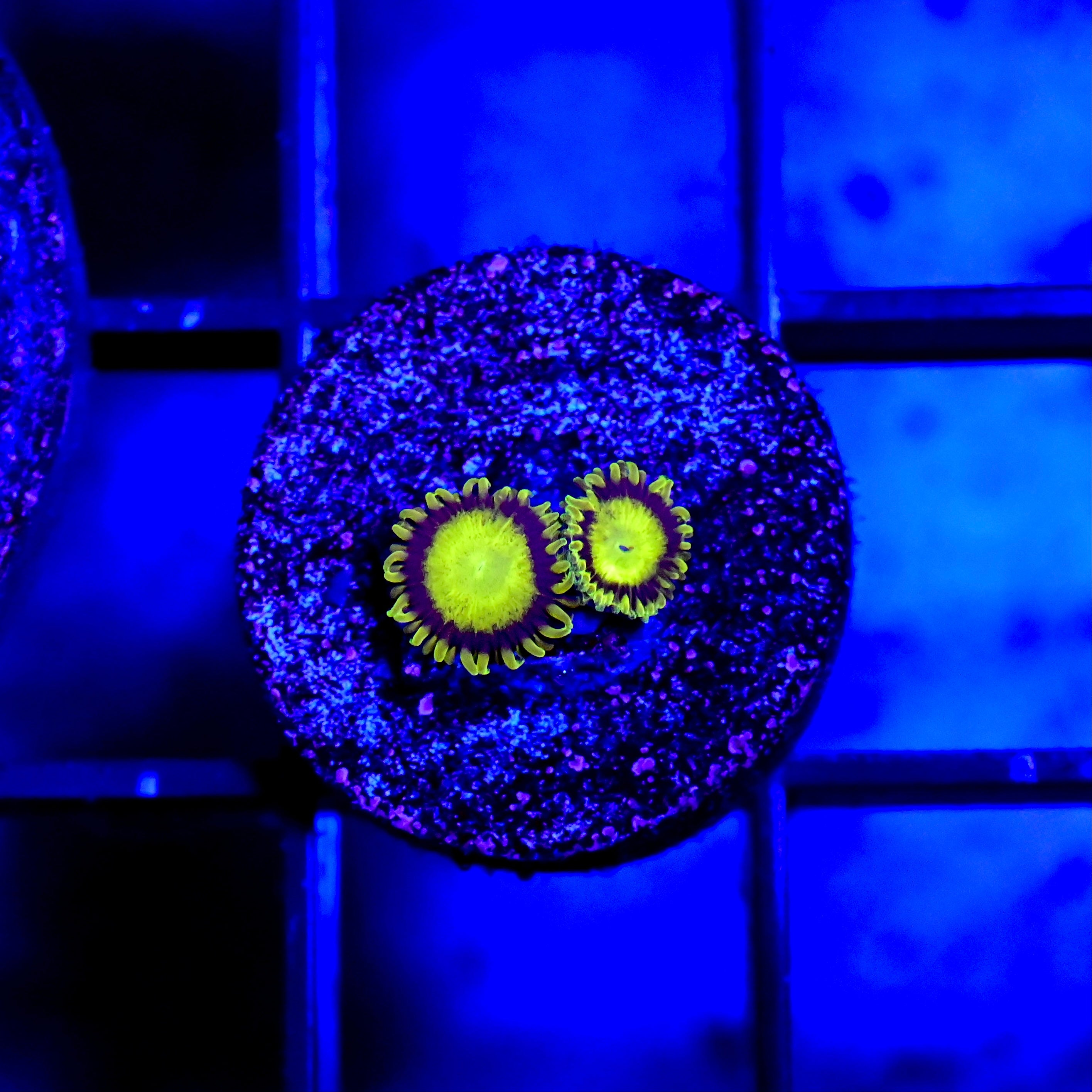 King Midas Zoa – Reef Reserve