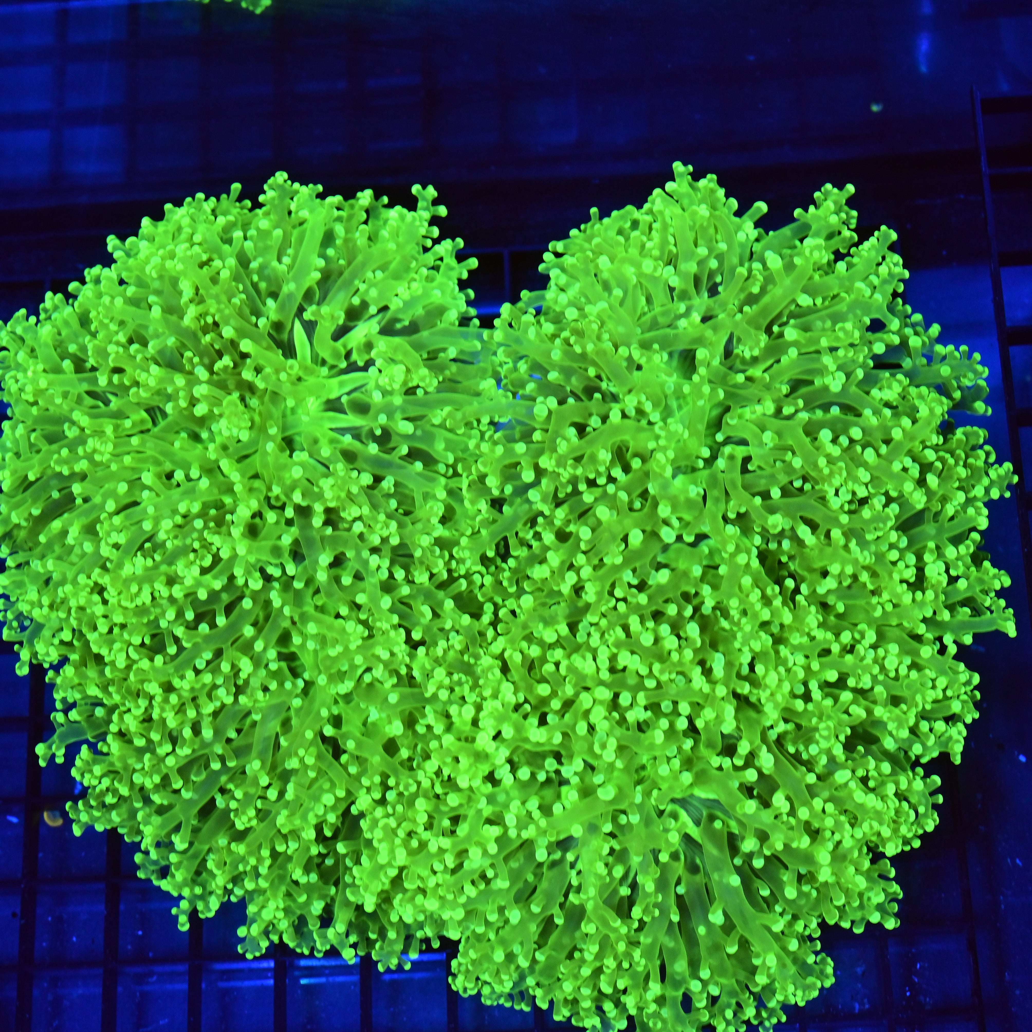 Ultra Neon Frogspawn – Reef Reserve