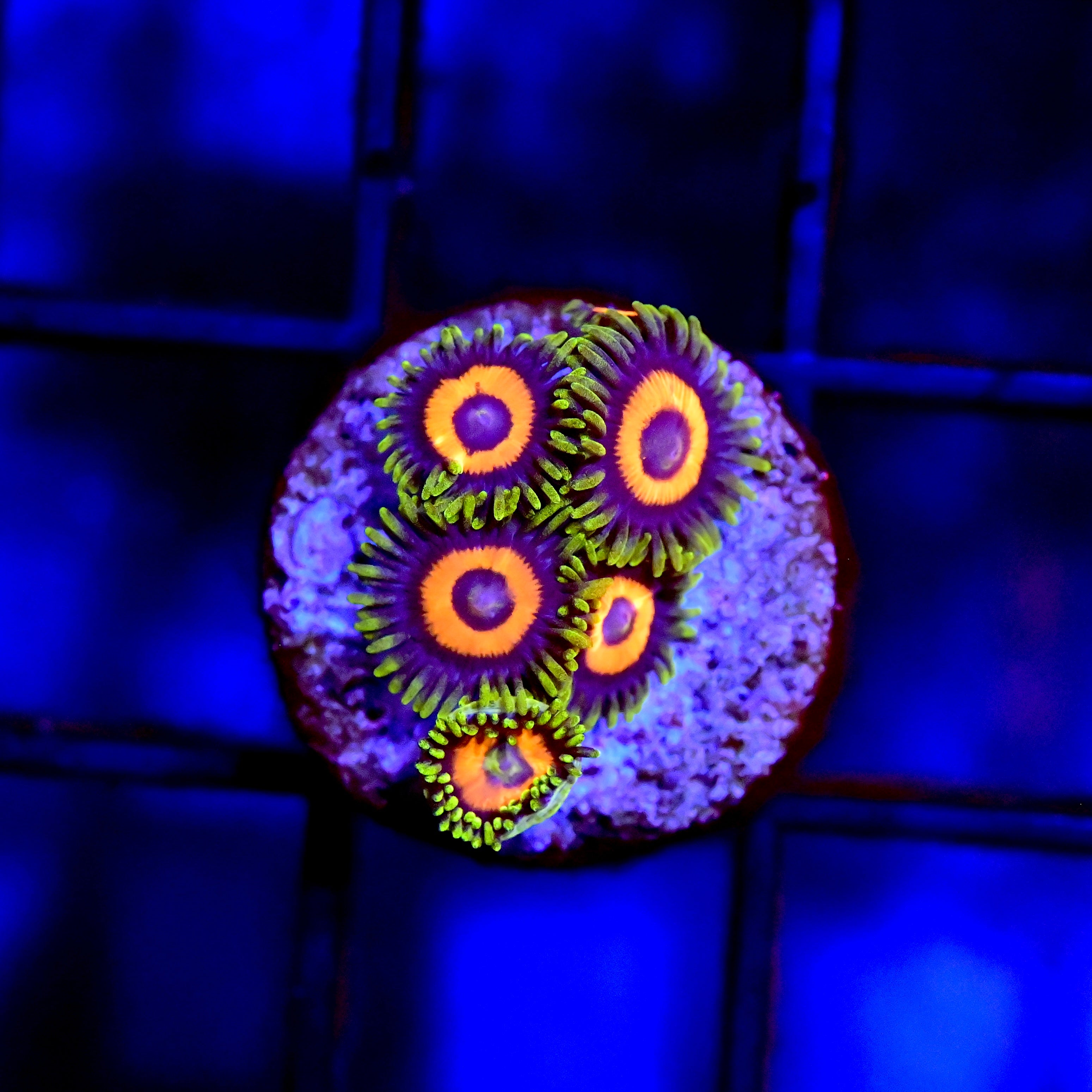 Whamming Watermelon Zoa – Reef Reserve