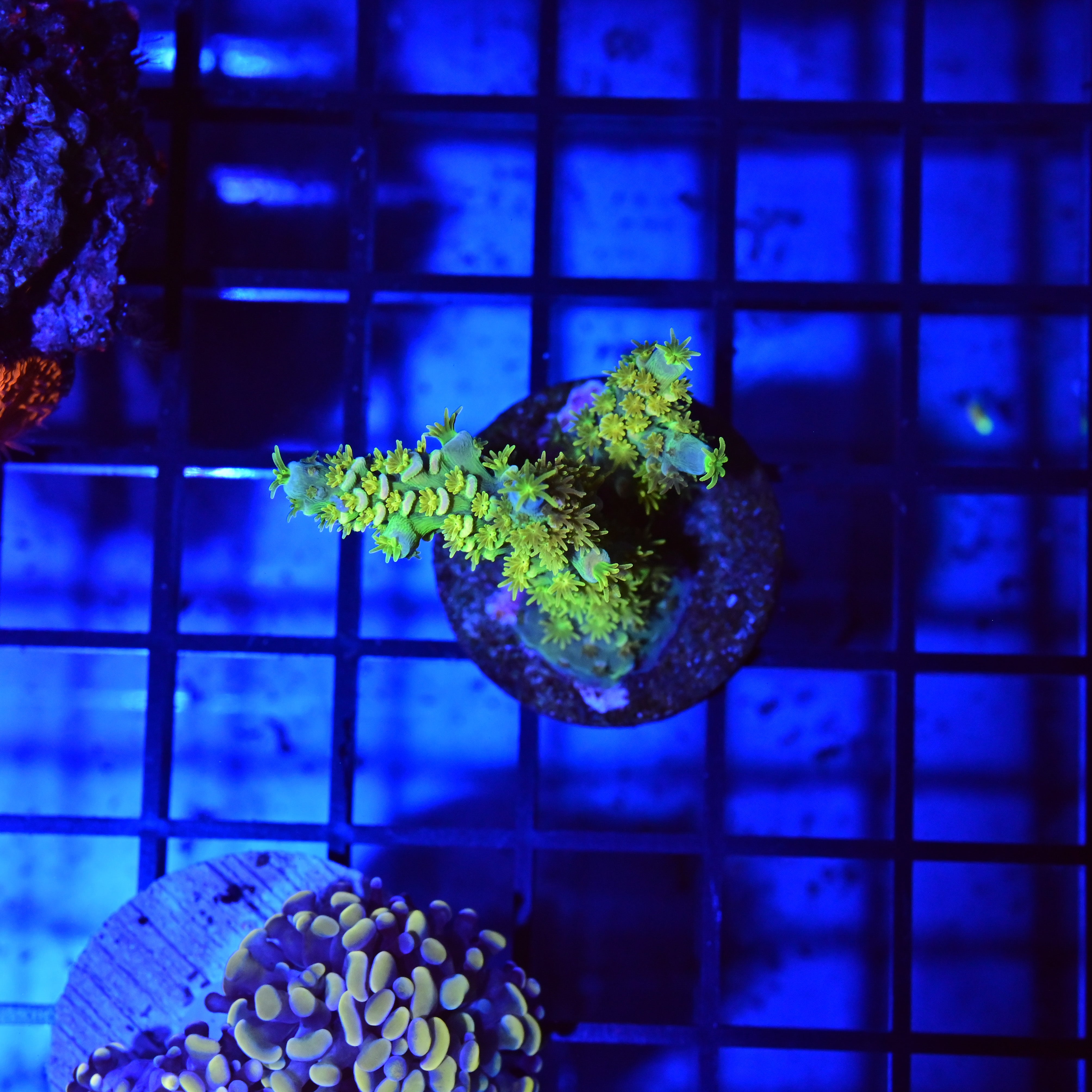 Walt Disney acro – Reef Reserve